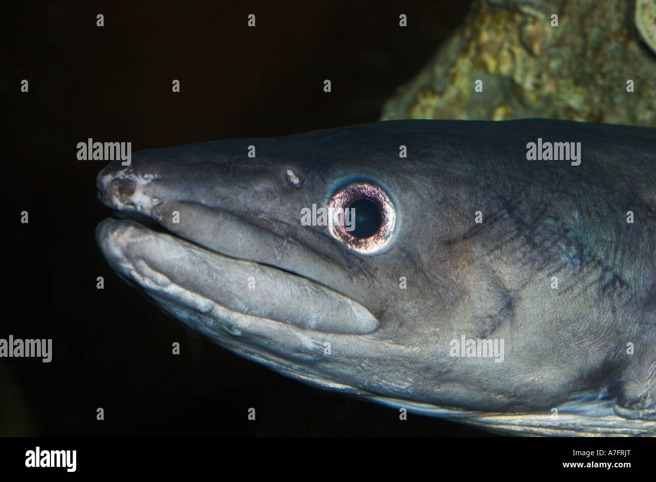 CONGER EEL Conger conger Stock Photo - Alamy