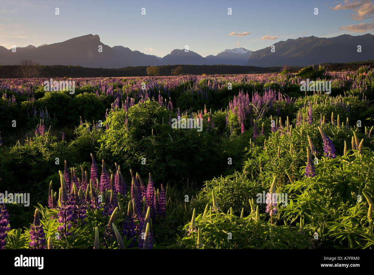Fiordland national park lupins hi-res stock photography and images - Alamy