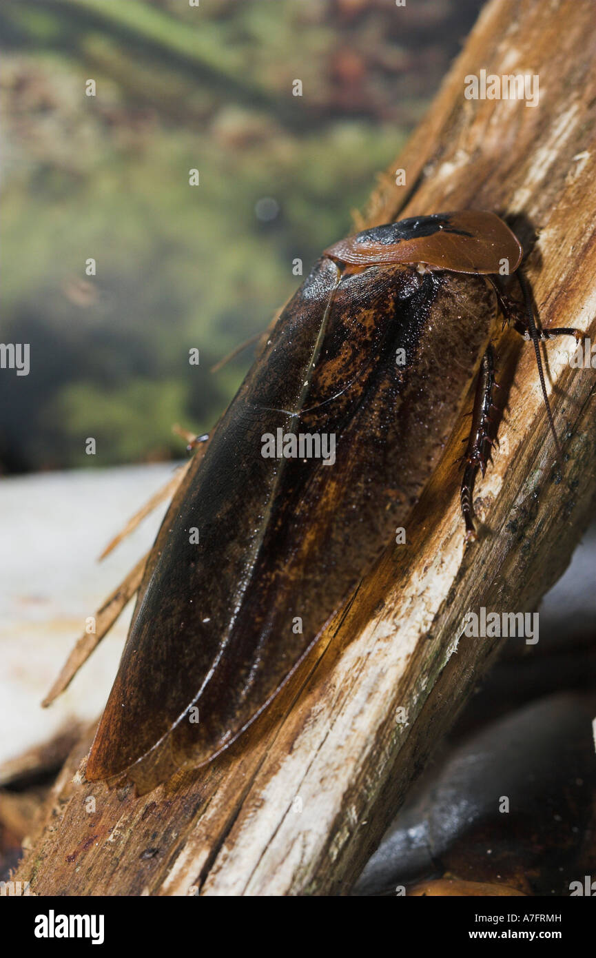 S head cockroach hi-res stock photography and images - Alamy