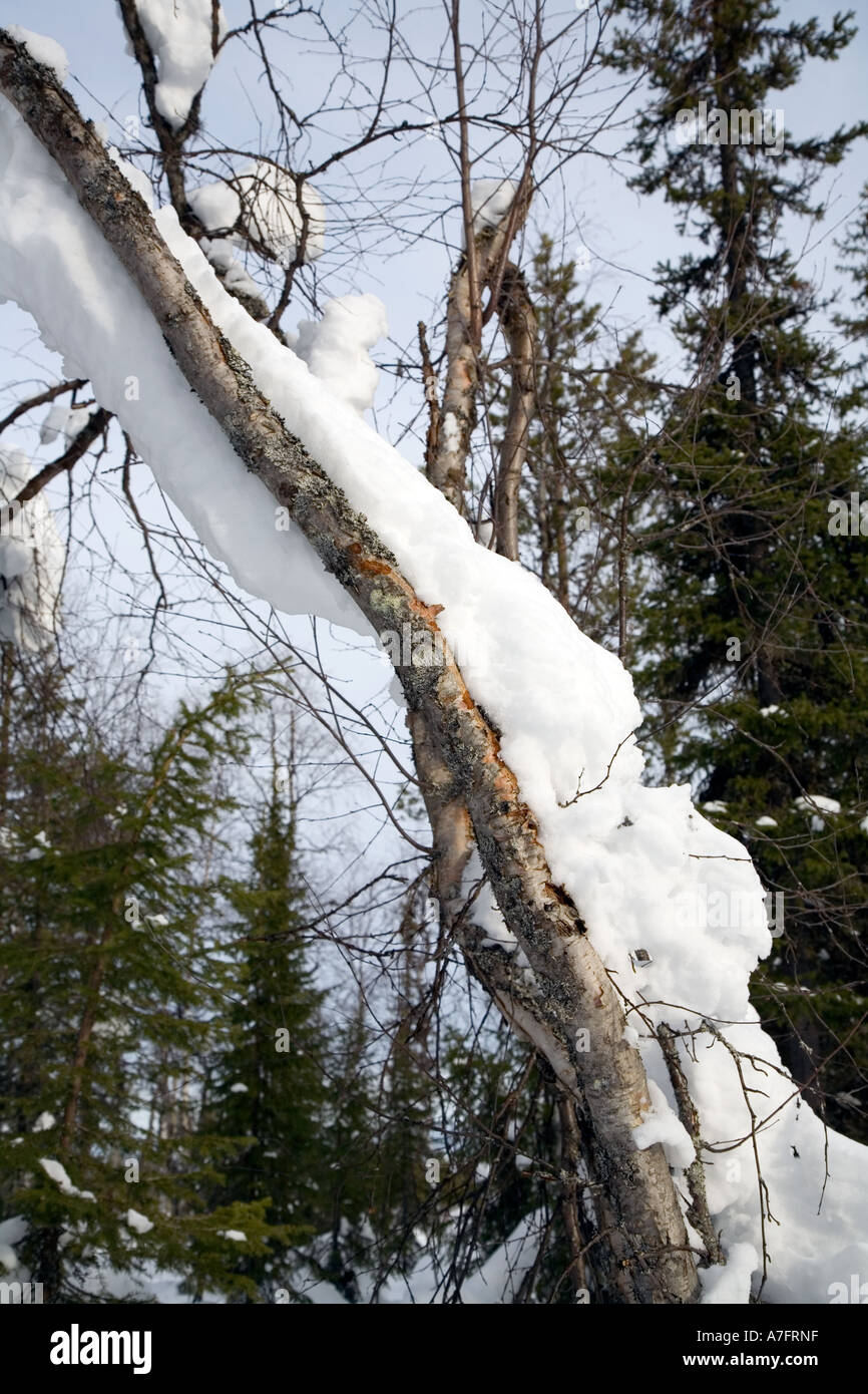 Snow on a Tree Stock Photo - Alamy