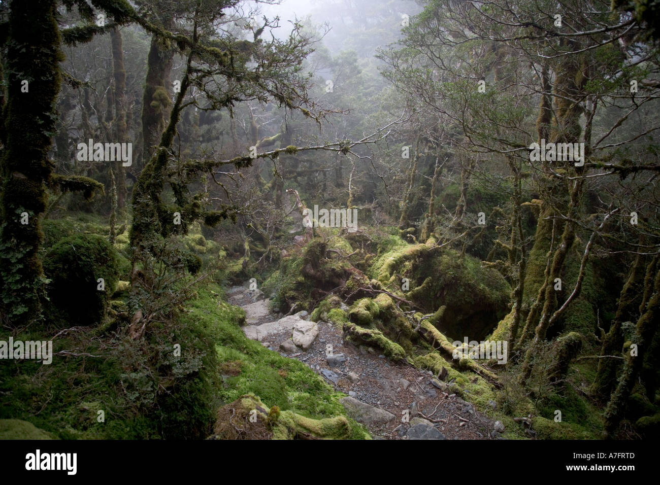Routeburn Track, New Zealand Stock Photo - Alamy