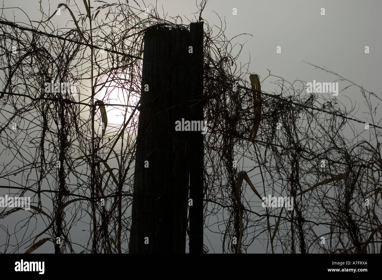 Fence silhouette landscape at sunrise in mist and fog Stock Photo - Alamy