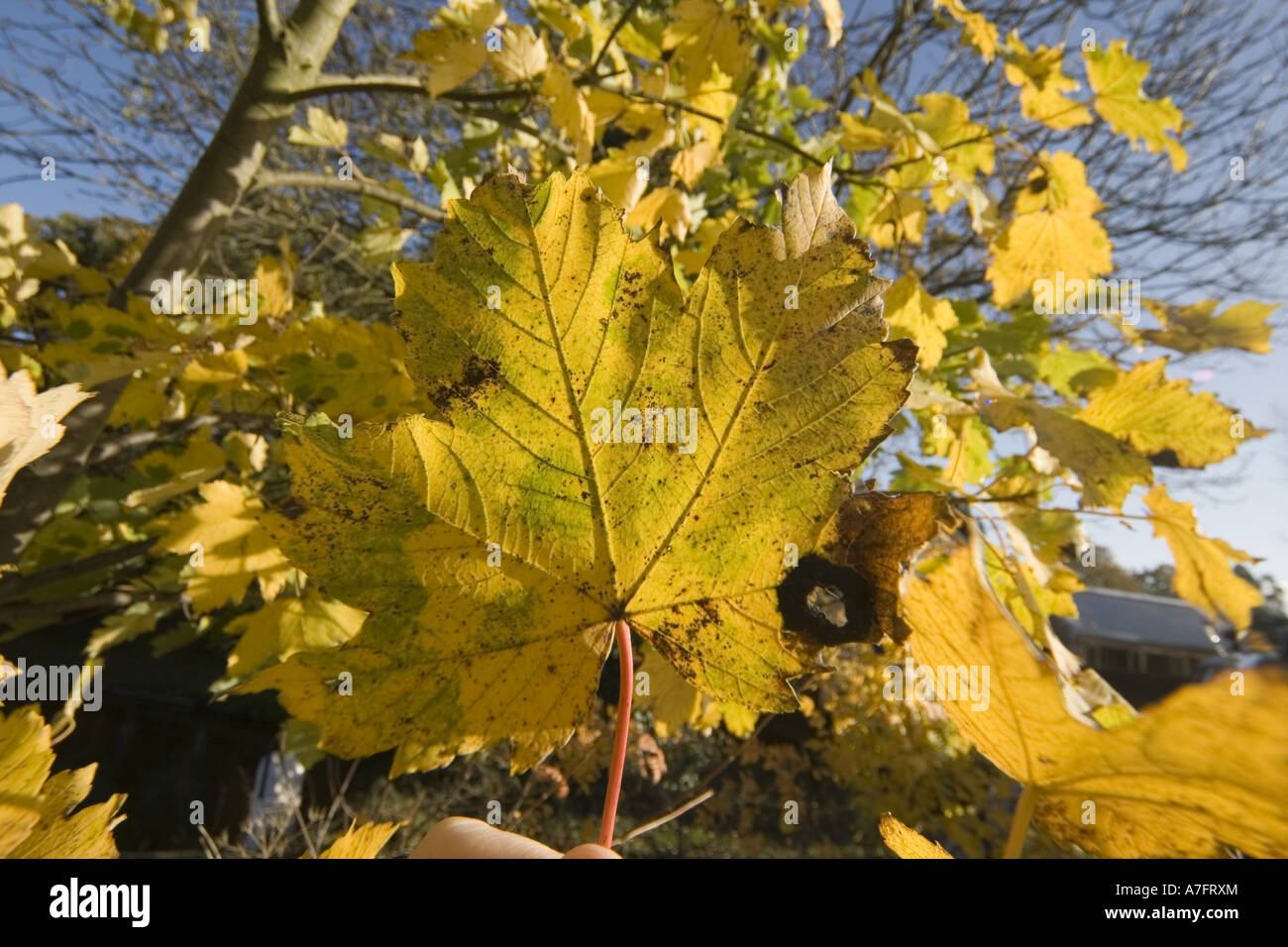autumn leaves EXCLUSIVE to and only available on the alamy website ...
