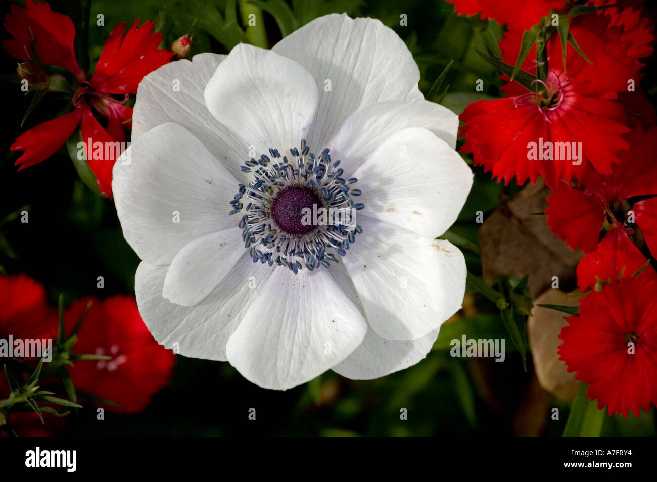 Dramatic nature contrast hi-res stock photography and images - Alamy