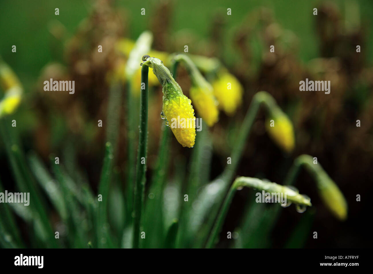 Daffodils in spring rain hi-res stock photography and images - Alamy