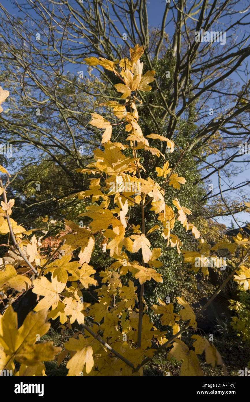 autumn leaves EXCLUSIVE to and only available on the alamy website ...