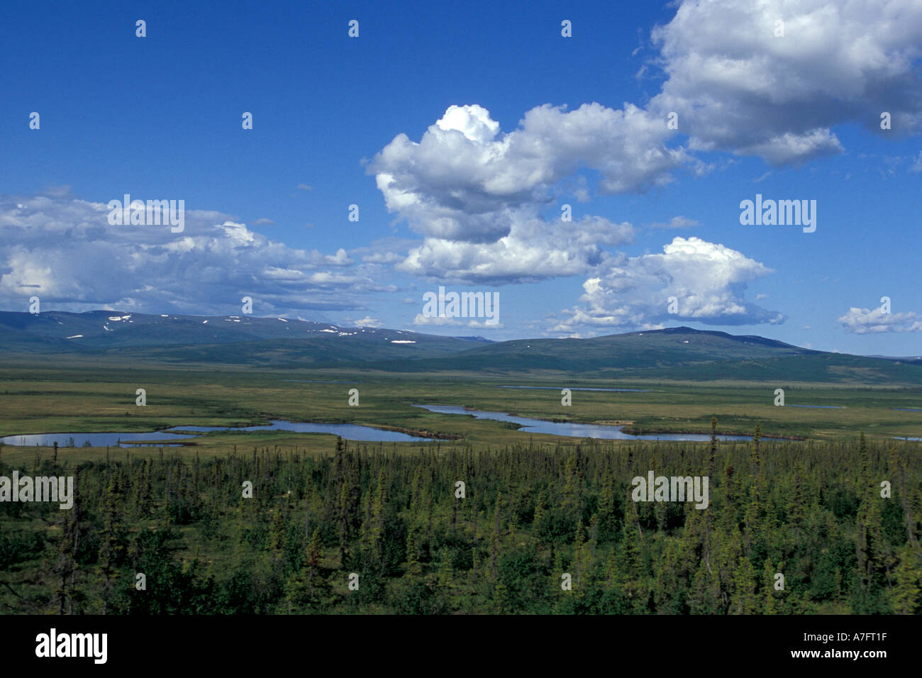 NA, USA, Alaska, Kanuti NWR, Kanuti Flats, Lush green tundra, stands of ...