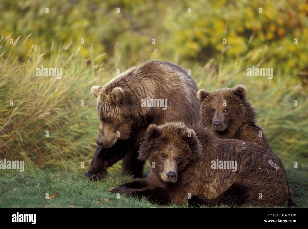 NA, USA, Alaska, Katmai NP, Naknek Lake. A female brown bear (Ursos ...