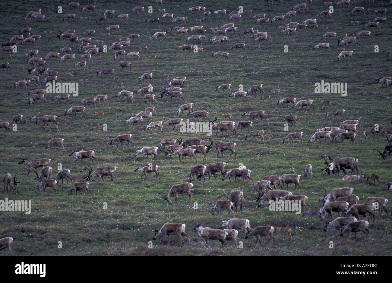 USA, Alaska National Wildlife Refuge. Porcupine caribou migrate through ...