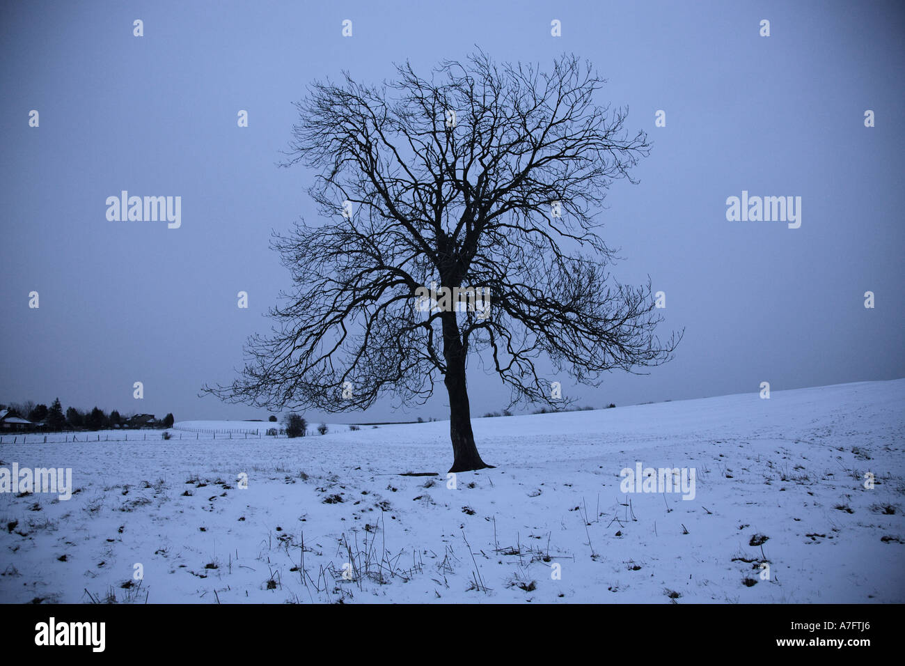 Singular tree on a snowy hill Stock Photo - Alamy