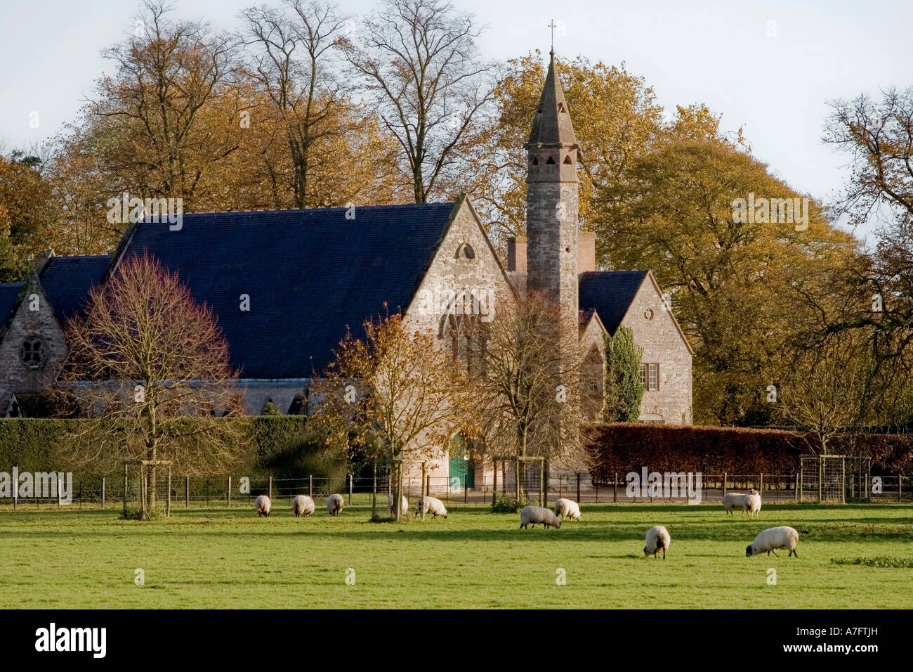 sheep field livestock farm farming church village countryside rural ...