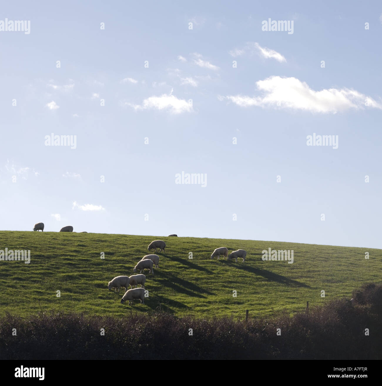 sheep field livestock farm countryside rural Stock Photo - Alamy