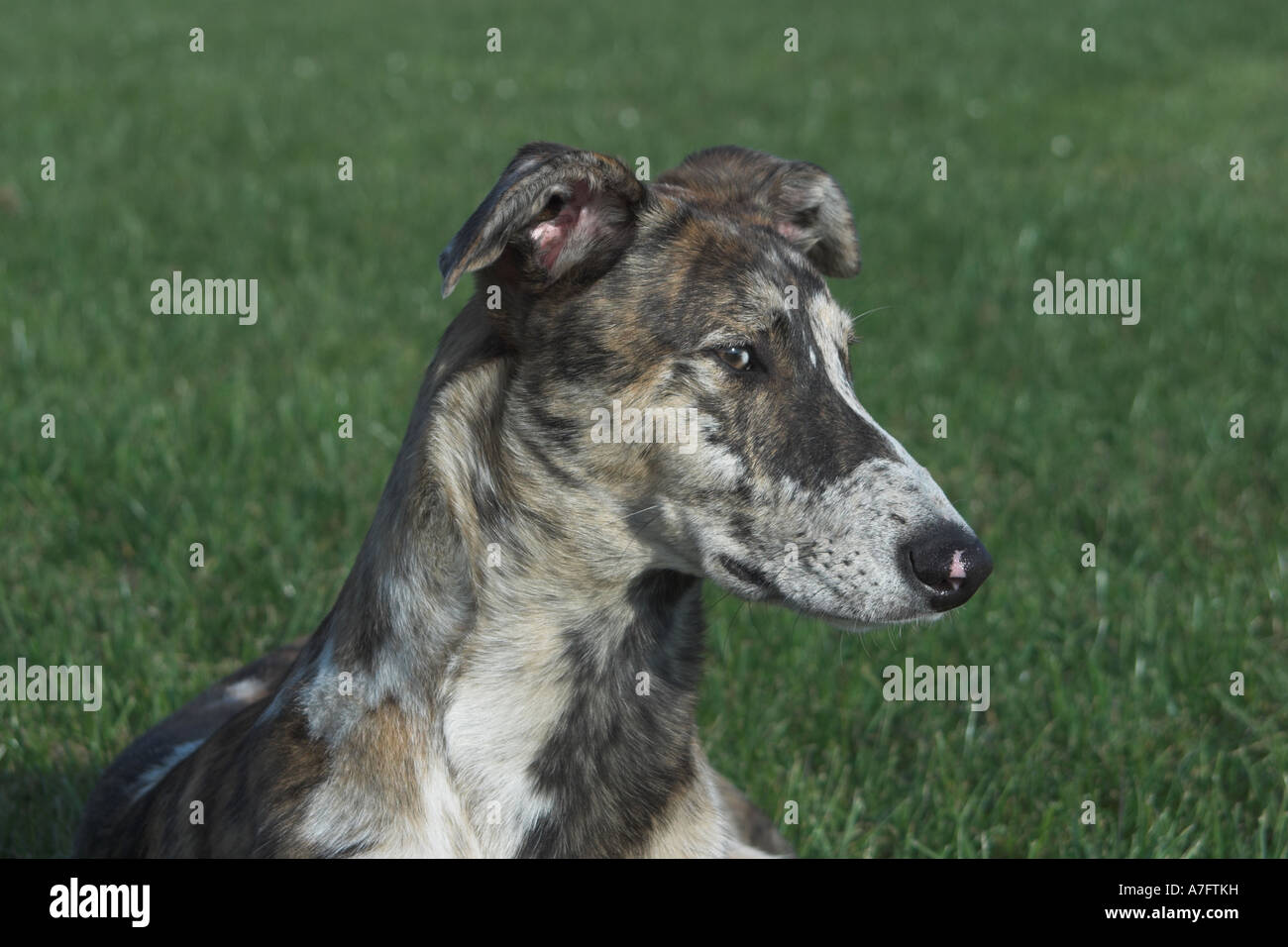 Lurcher. Red Merle colouration Stock Photo - Alamy