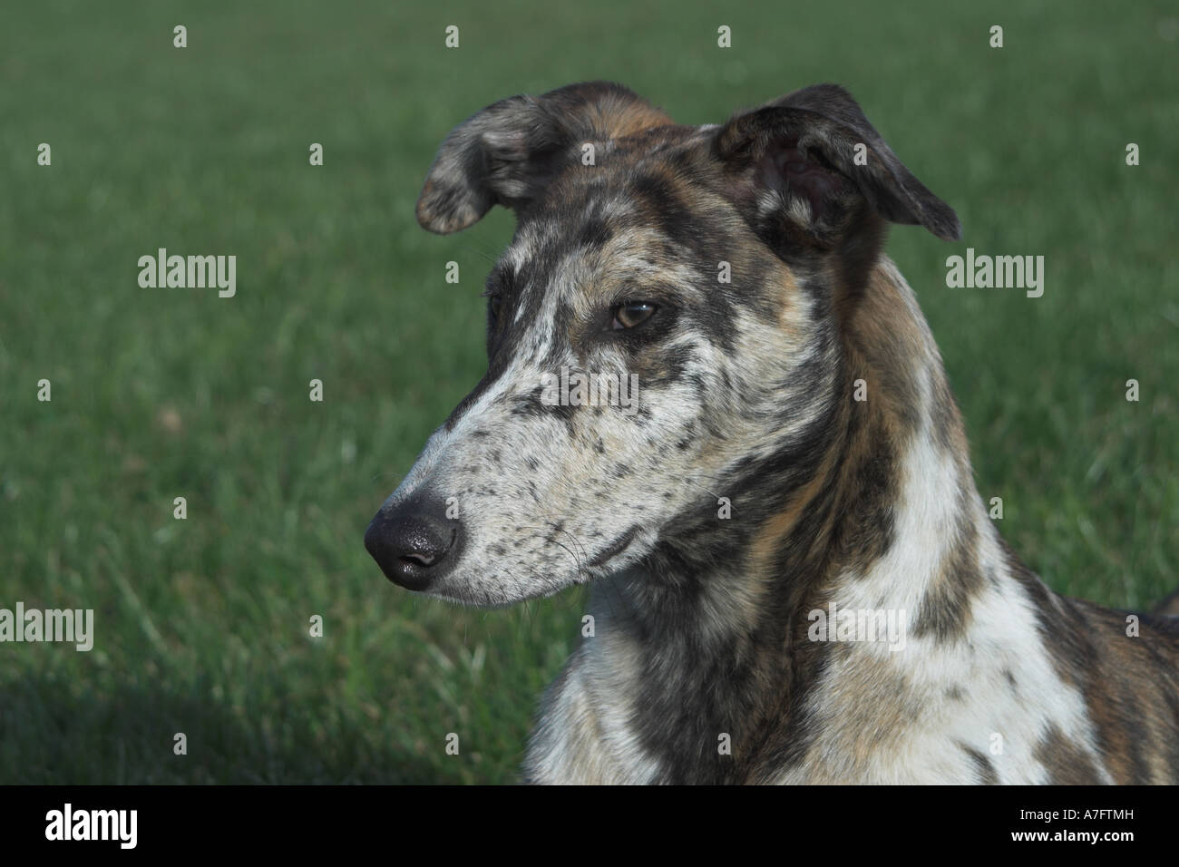 Lurcher. Red Merle colouration Stock Photo - Alamy