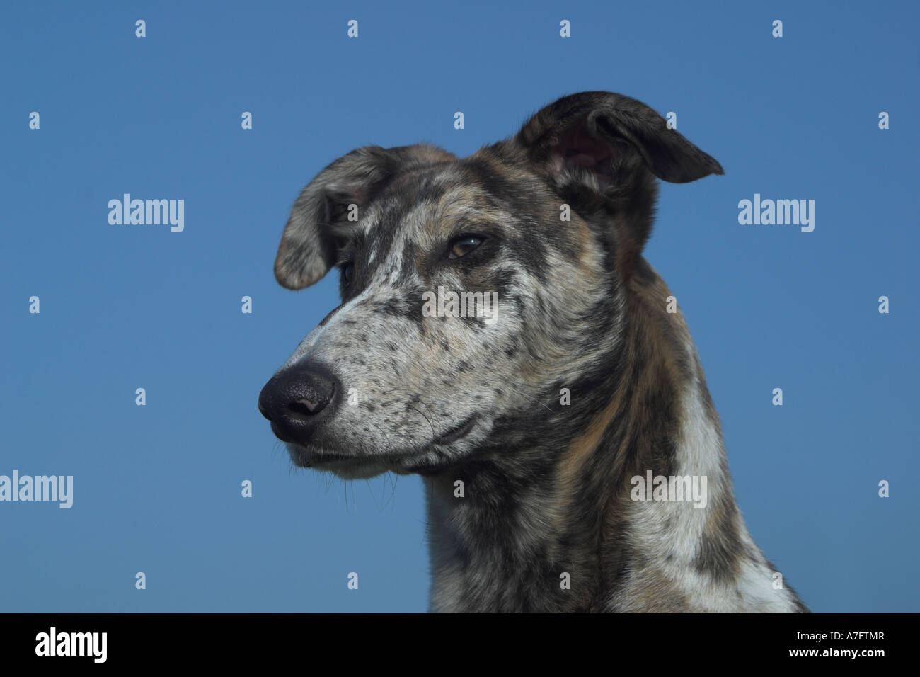 Lurcher. Head against a blue sky background. Red merle colouration ...