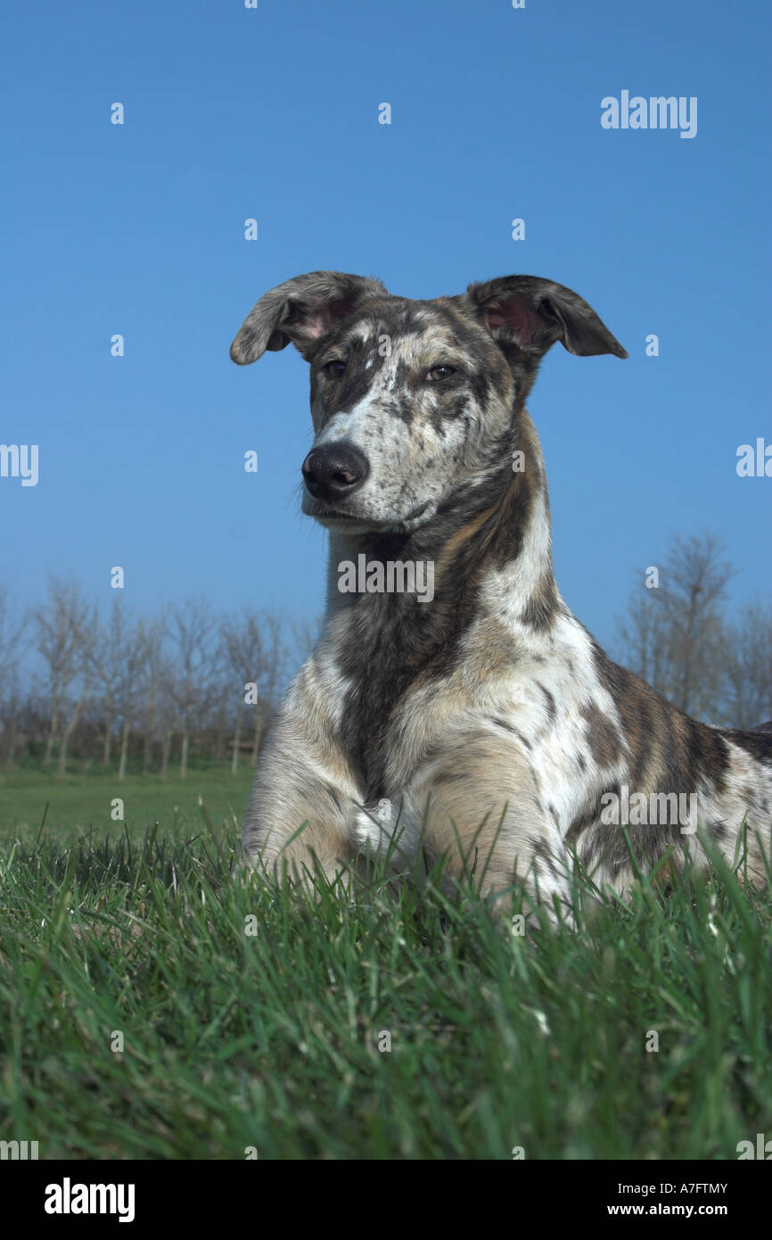 Lurcher lying on grass in field. Red merle colouration Stock Photo - Alamy