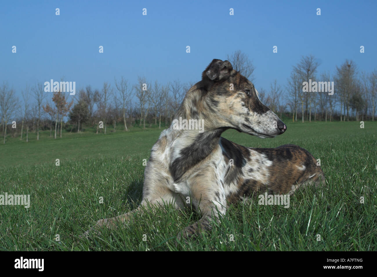 Lurcher lying on grass in field. Red merle colouration Stock Photo - Alamy