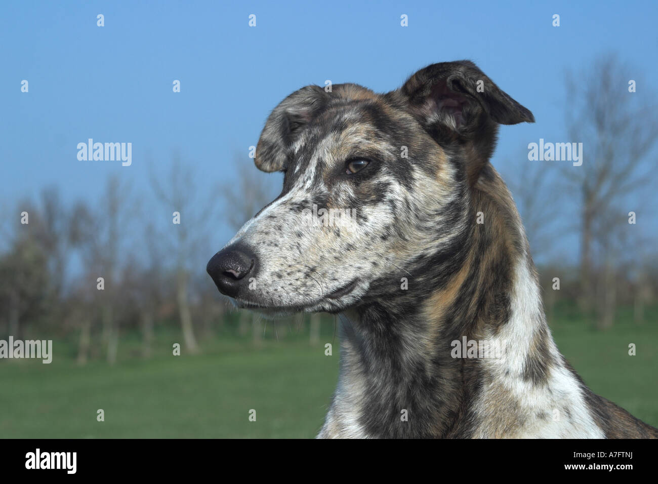 Lurcher. head against blue sky. Red merle colouration Stock Photo - Alamy