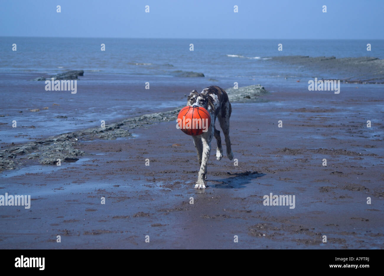 Lurcher dog running with ball on a beach. Somerset. England Stock Photo ...