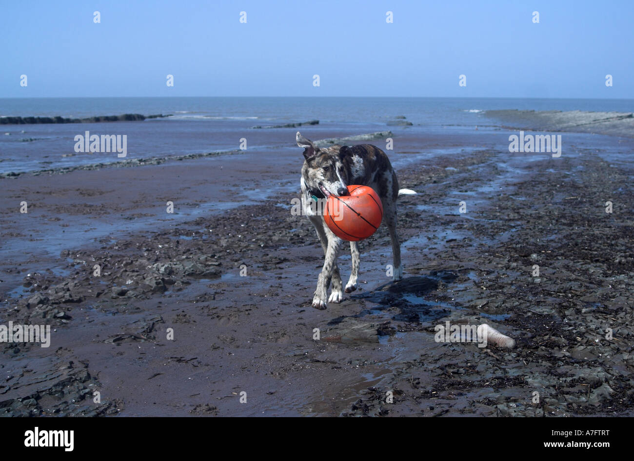 Lurcher dog running with ball on a beach. Somerset. England Stock Photo ...