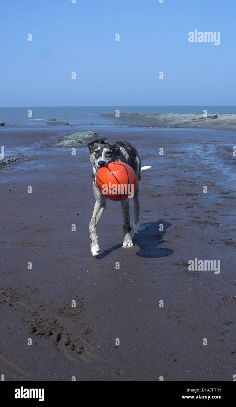 Lurcher dog running with ball on a beach. Somerset. England Stock Photo ...