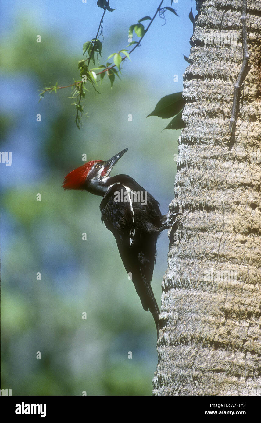 PILEATED WOODPECKER Dryocopus pileatus Florida USA Stock Photo - Alamy