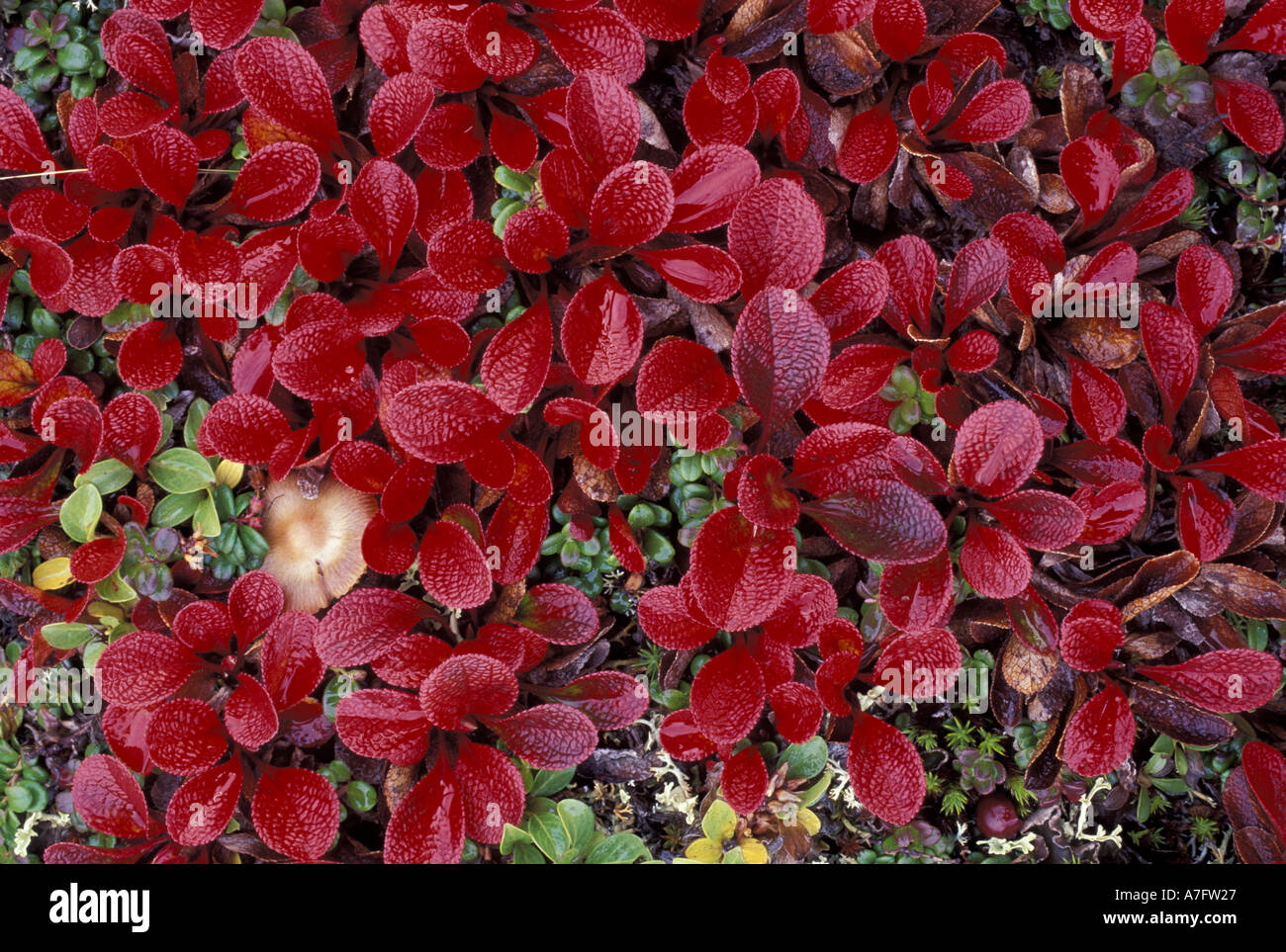 NA, USA, Alaska, Gates of the Arctic NP Bright red arctic tundra in ...