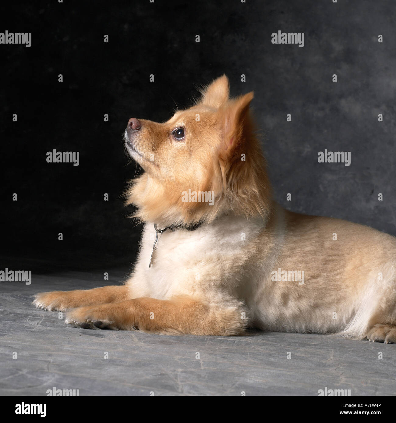 Pomeranian Dog horizontal Stock Photo - Alamy