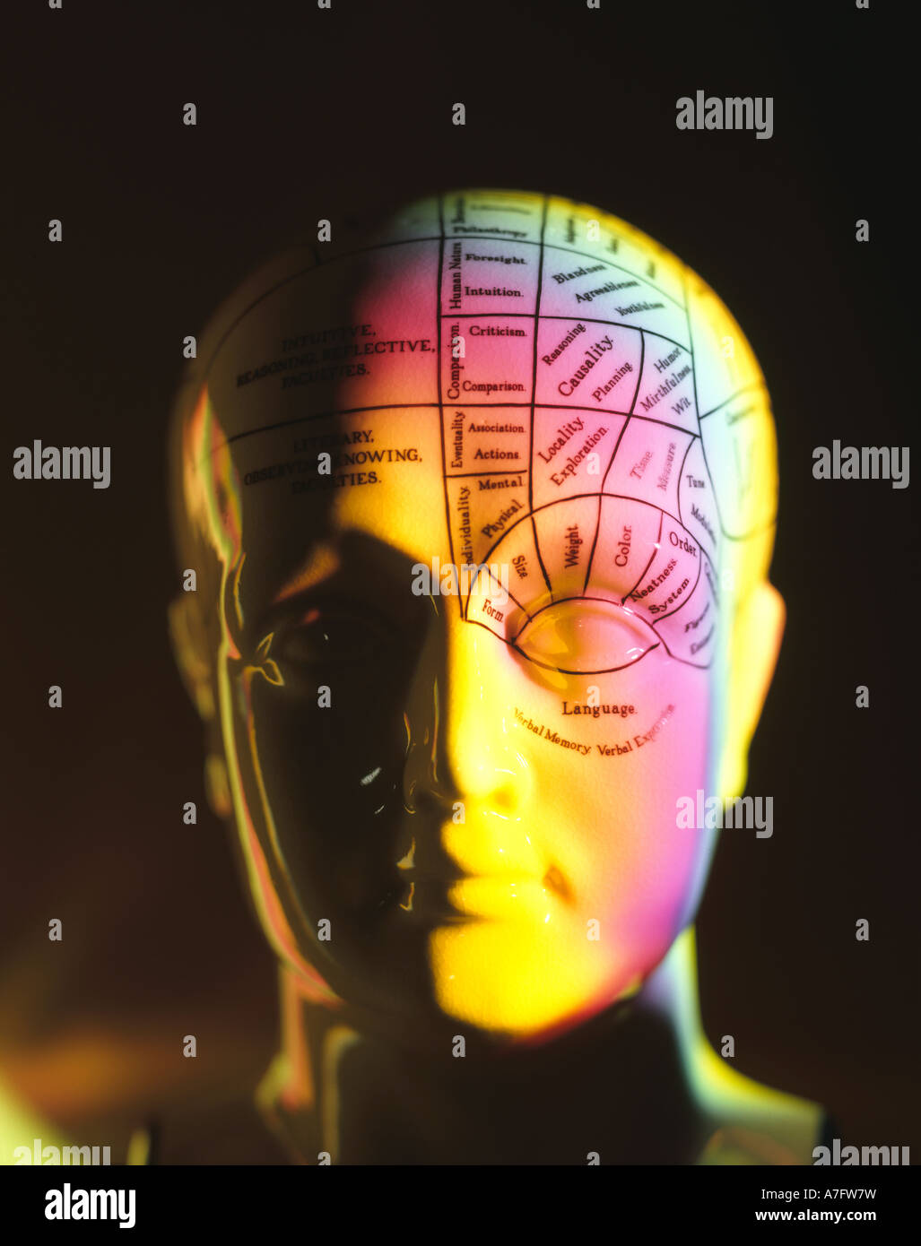 Phrenology hi-res stock photography and images - Alamy