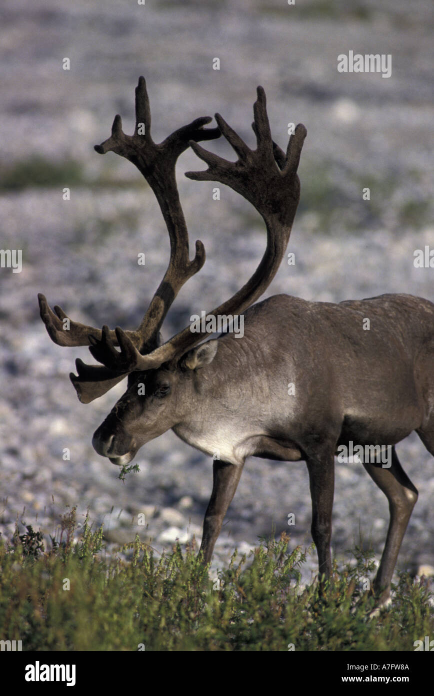 North America, USA, Alaska, Denali NP, Savage River. Bull caribou Stock ...