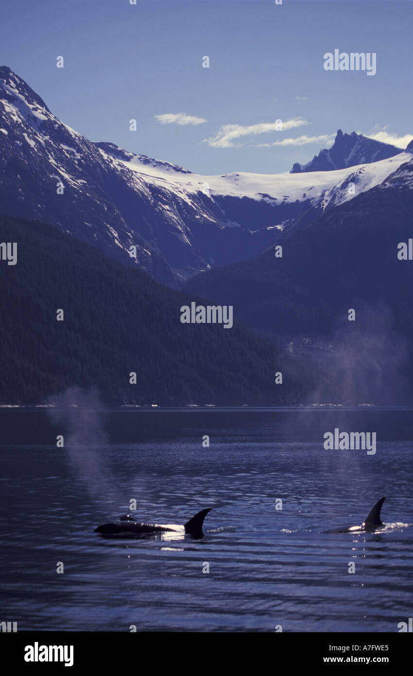 U.S.A., Alaska, Inside Passage Orca killer whales (Orcinus orca Stock ...