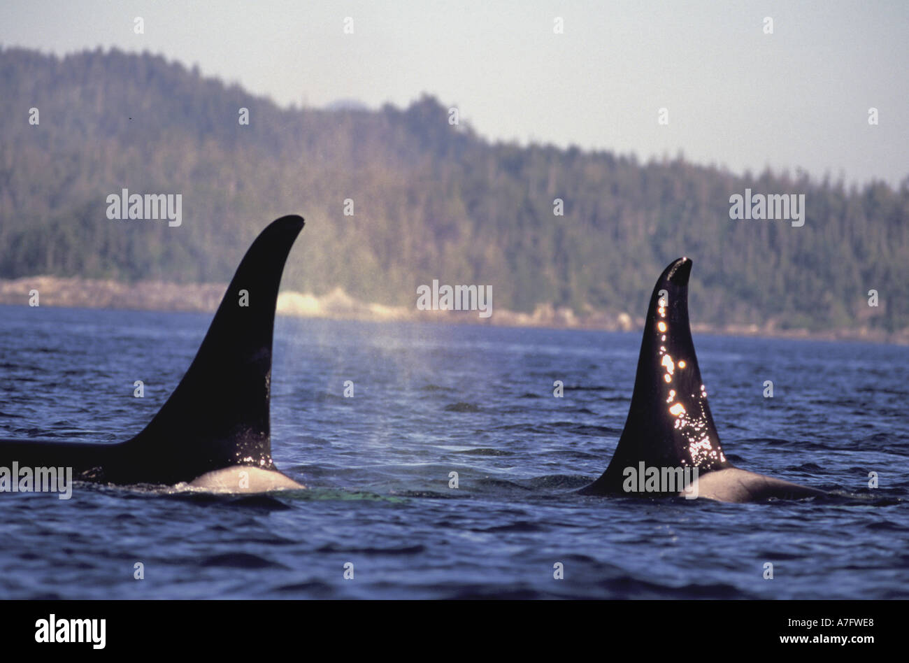 U.S.A., Alaska, Inside Passage Surfacing Orca killer whales (Orcinus ...