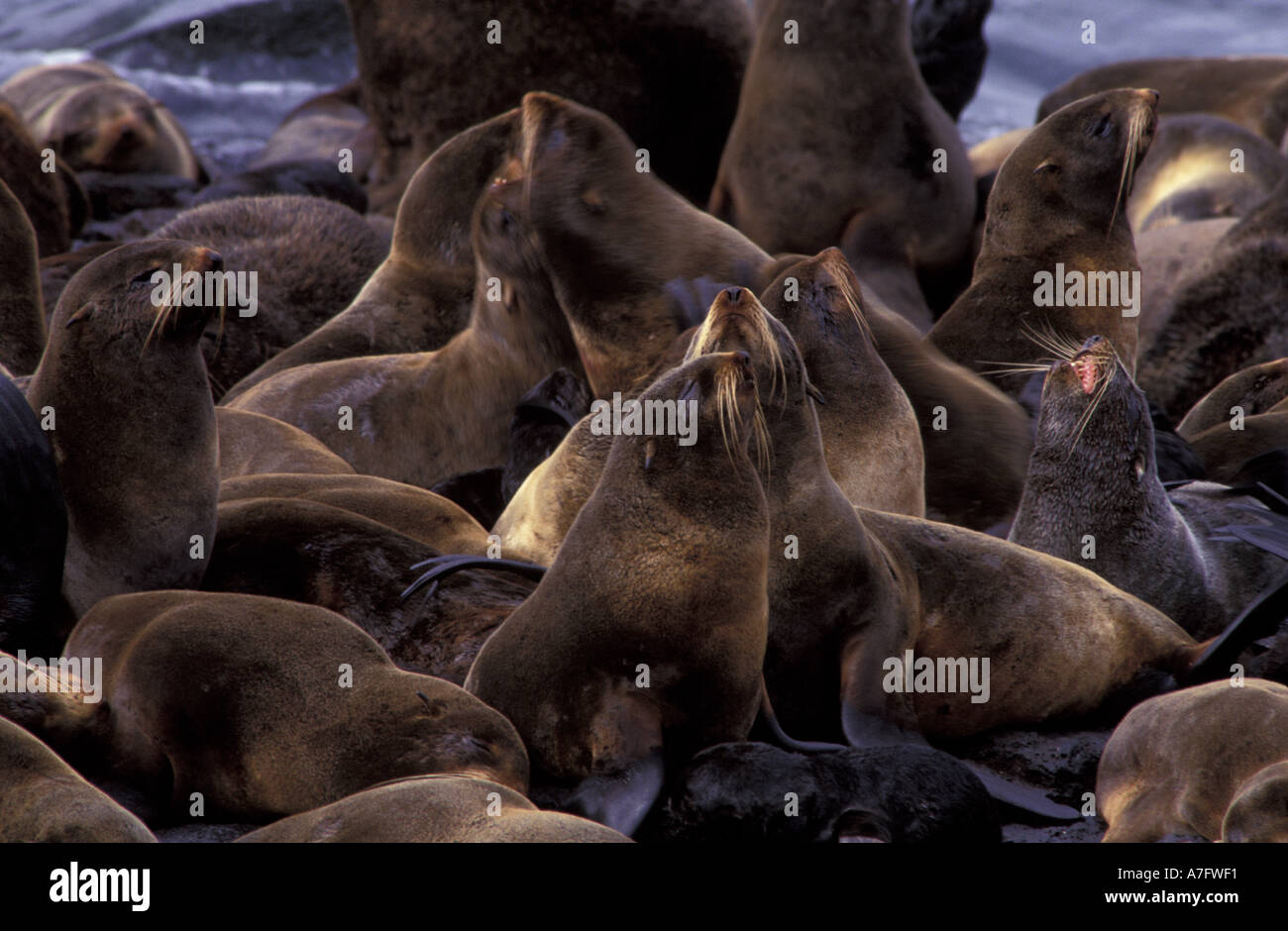 Overpopulated animal hi-res stock photography and images - Alamy
