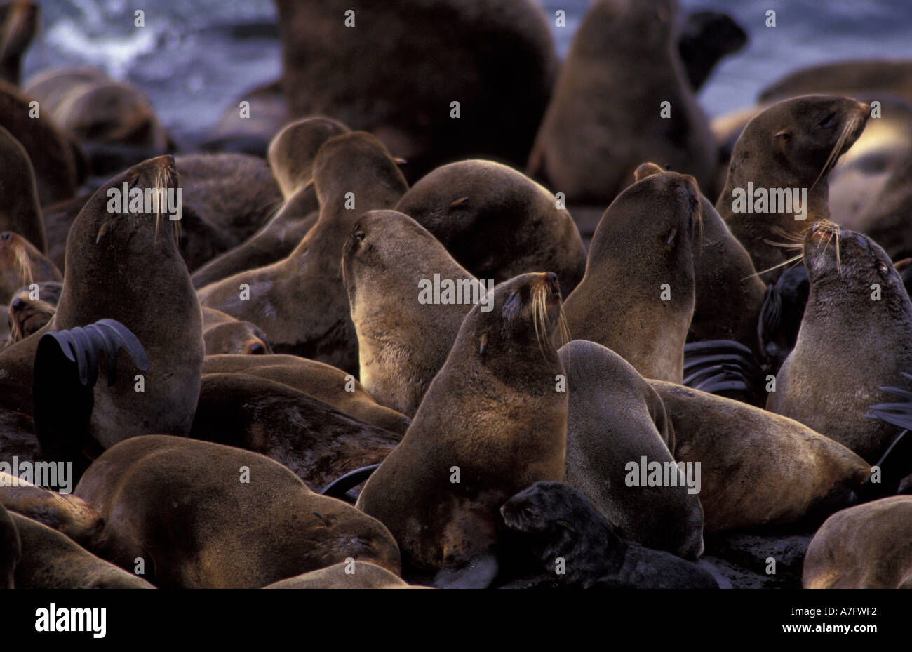 Overpopulated animal hi-res stock photography and images - Alamy