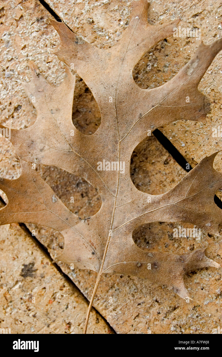 Leaf on brick patio Stock Photo - Alamy