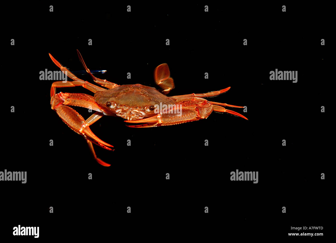 Blue legged crab hi-res stock photography and images - Alamy