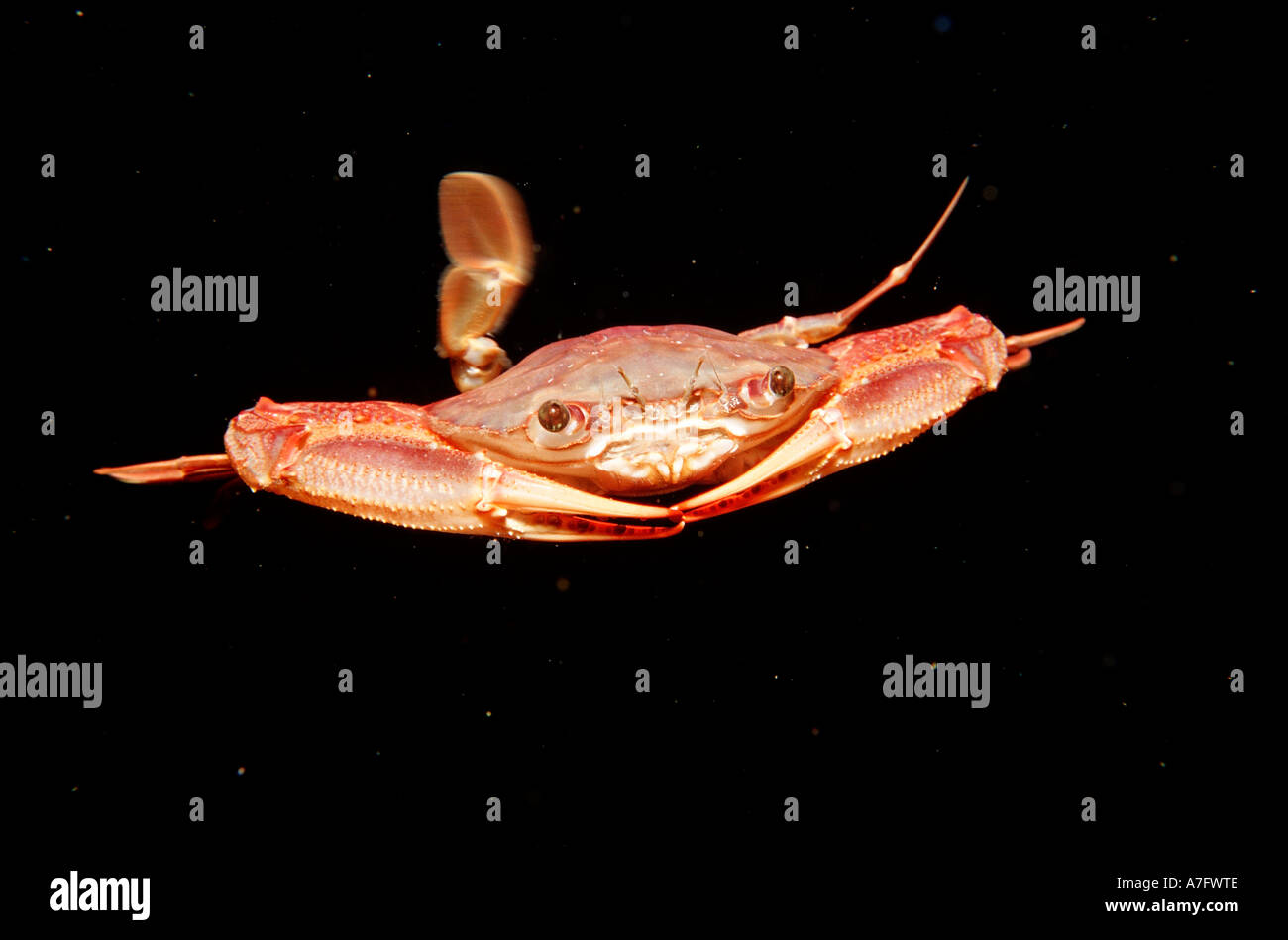 Red legged Swimming Crab Portunus convexus Djibouti Djibuti Africa Afar ...