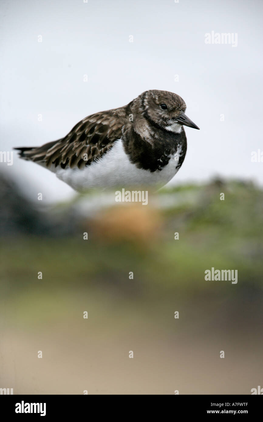 TURNSTONE Arenaria interpres Dorset UK Stock Photo - Alamy