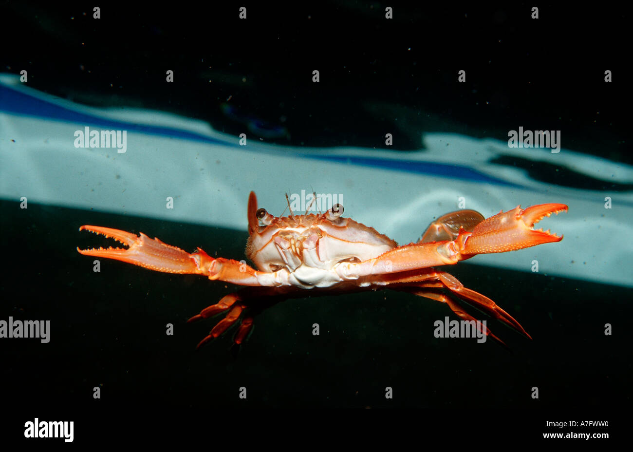Blue legged crab hi-res stock photography and images - Alamy