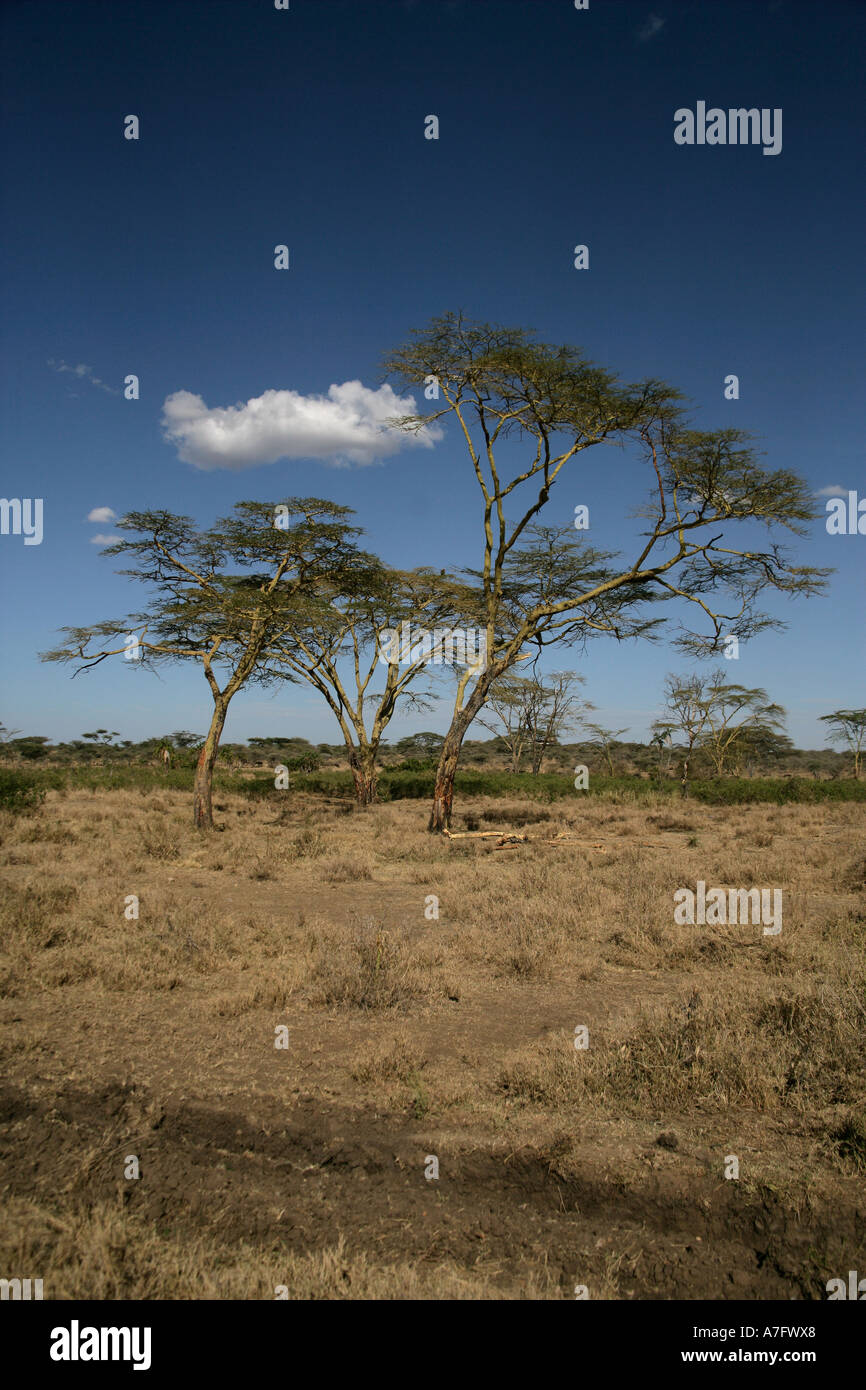 YELLOW FEVER TREE Acacia xanthophloea Tanzania Stock Photo - Alamy
