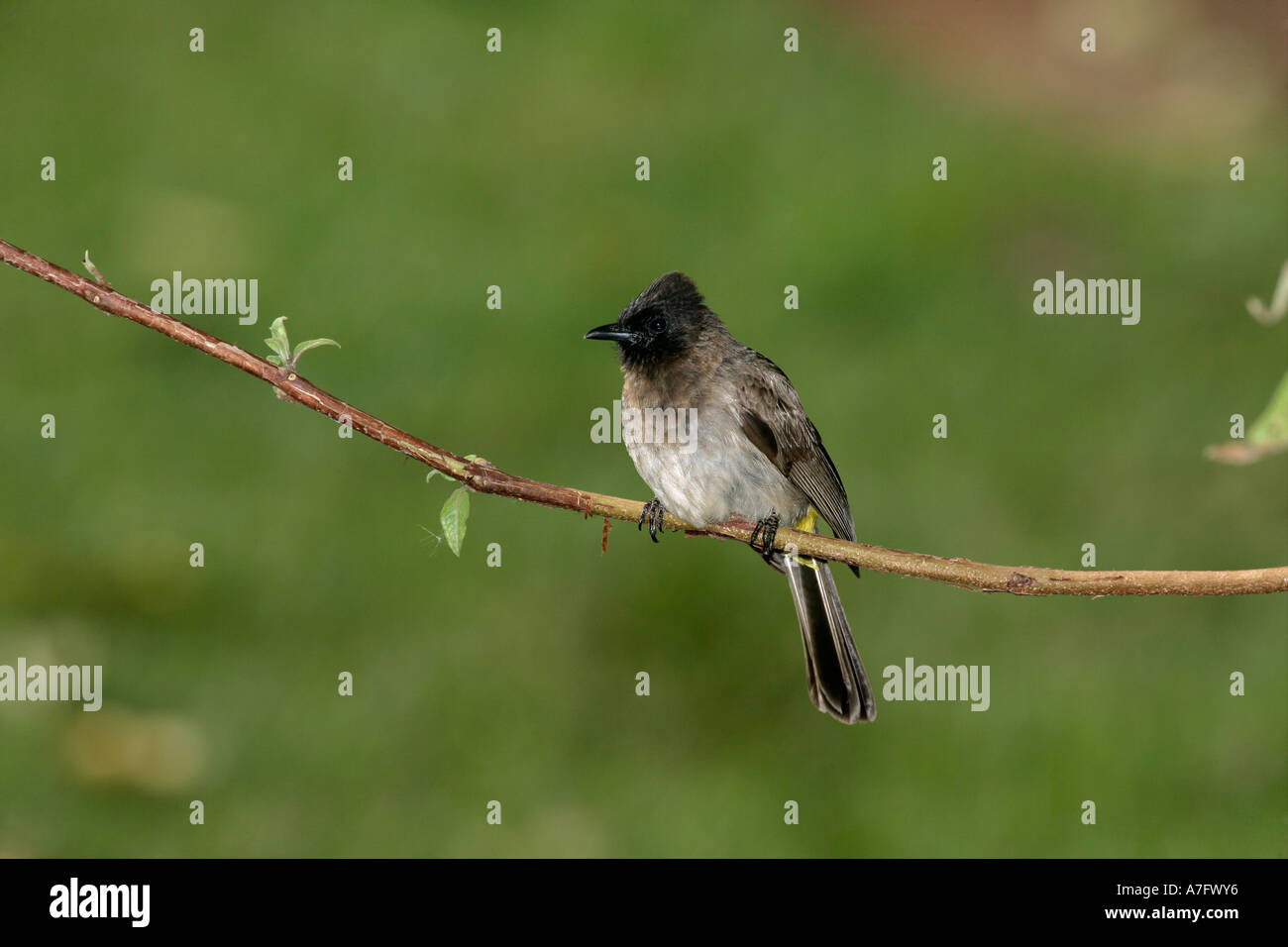YELLOW VENTED BULBUL Pycnonotus barbatus Tanzania Stock Photo - Alamy