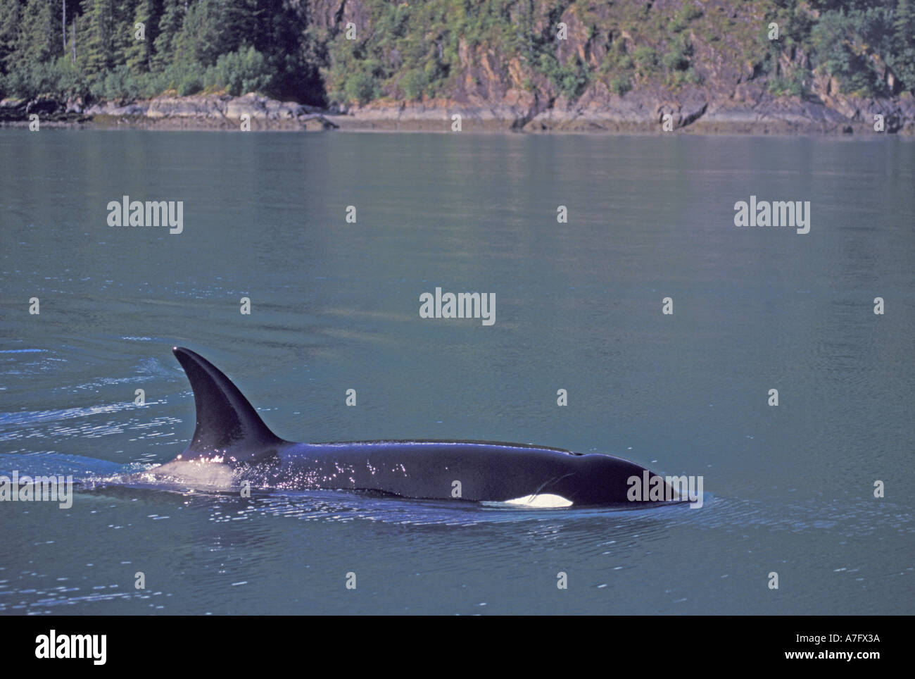 North America, USA, Alaska, Inside Passage. Orca Killer whale (Orcinus ...