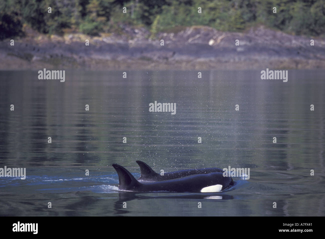 North America, USA, Alaska, Inside Passage. Orca Killer whale (Orcinus ...