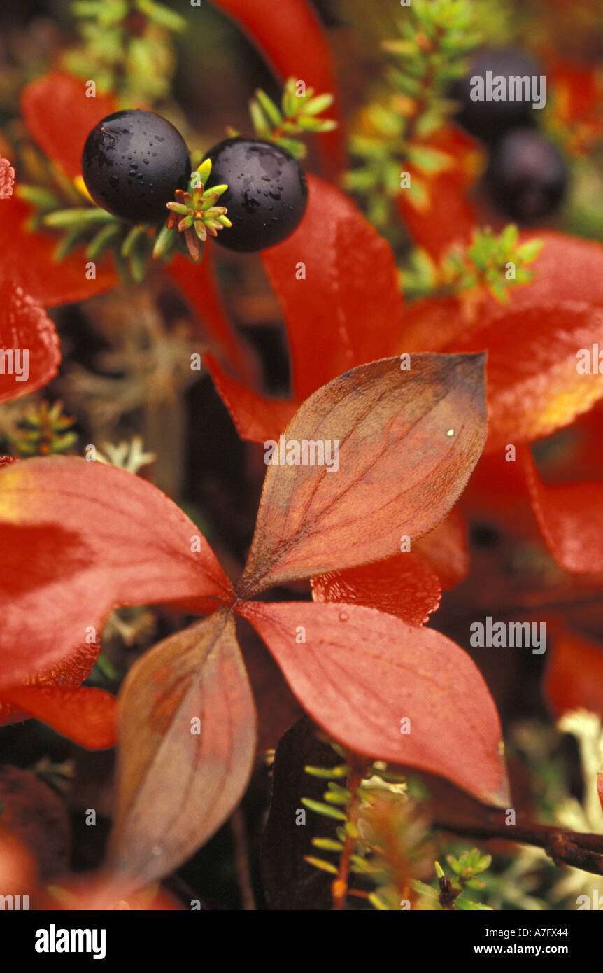 Dark crowberry hi-res stock photography and images - Alamy