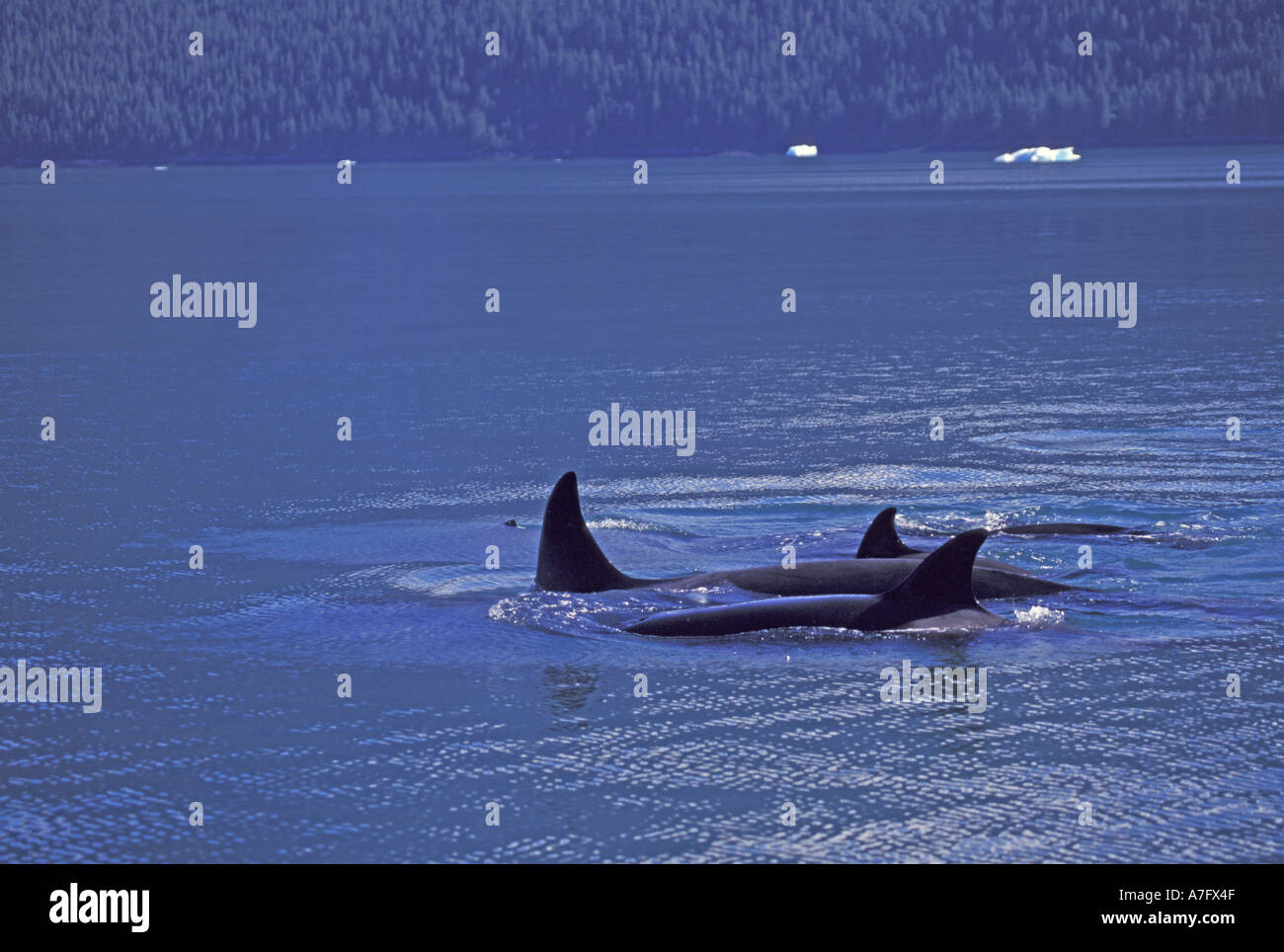 North America, USA, Alaska, Inside Passage. Orcinus orca (Orca Killer ...