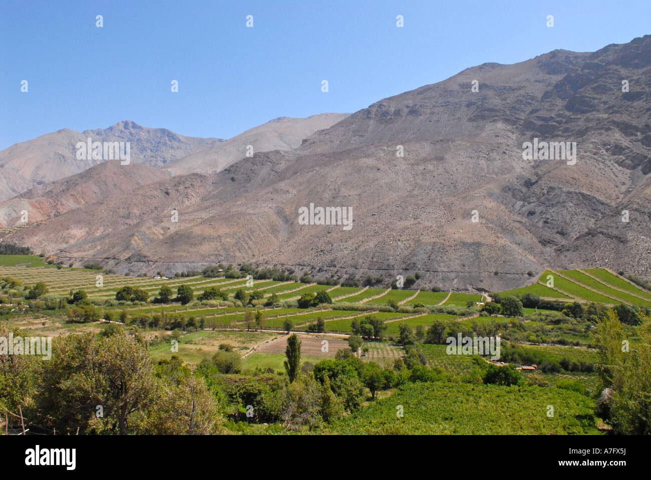 Elqui chile wine hi-res stock photography and images - Alamy