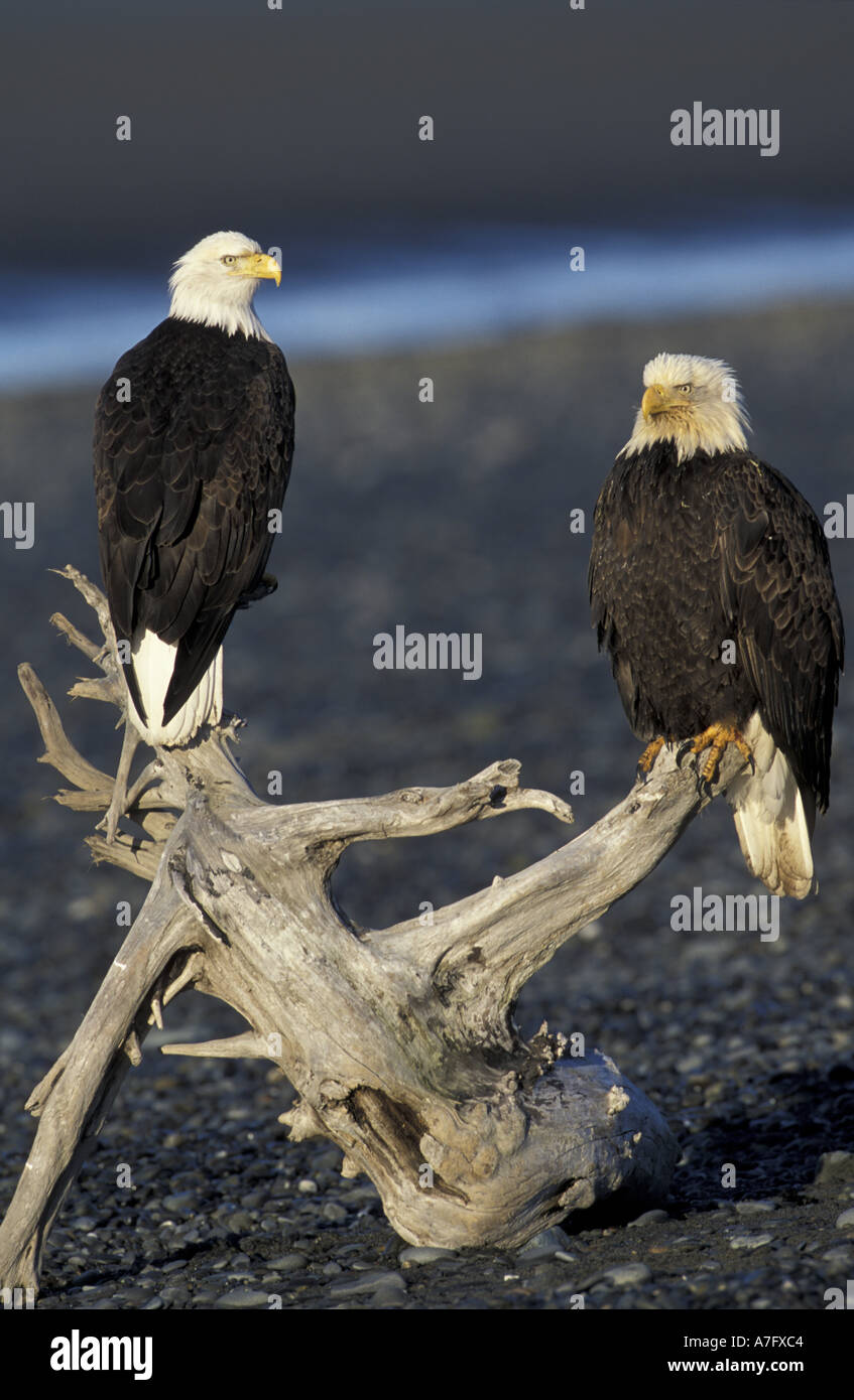 Bald eagle on snag hi-res stock photography and images - Alamy