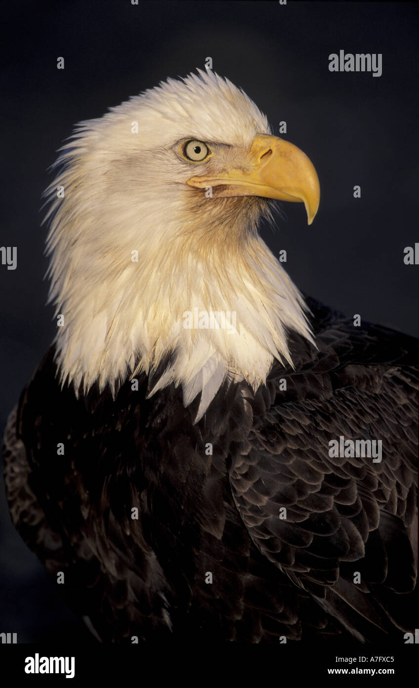 U.S.A., Alaska, Kenai Peninsula Bald eagle, portrait, side view Stock ...