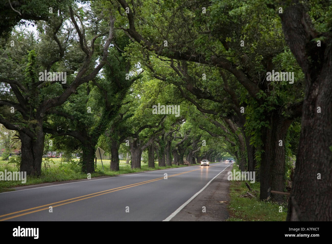 Violet Louisiana Tree lined St Bernard Highway southeast of New Orleans ...