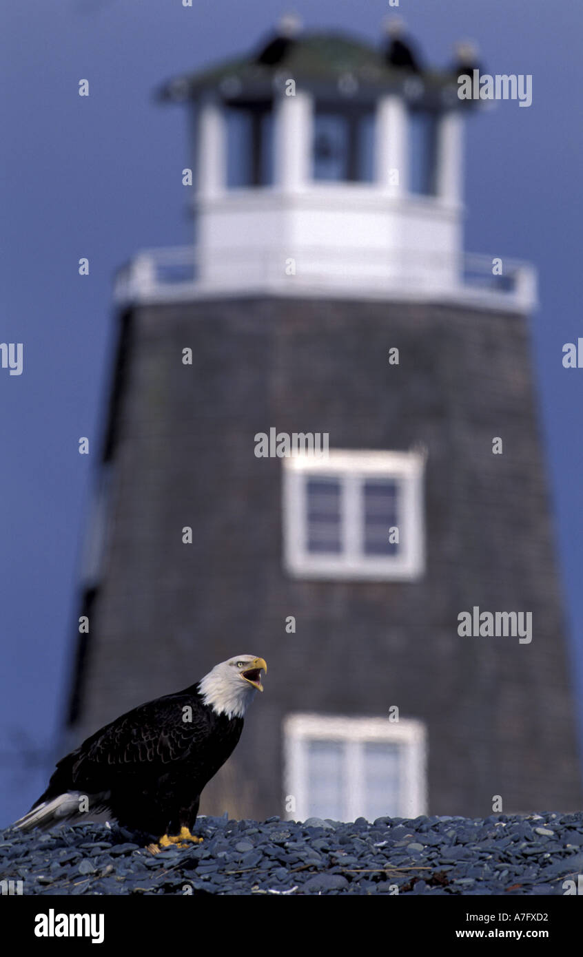 U.S.A., Alaska Kenai Peninsula Bald eagle on beach squawking ...